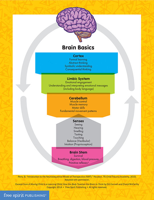 Brain Basics Infographic | Download | Free Spirit